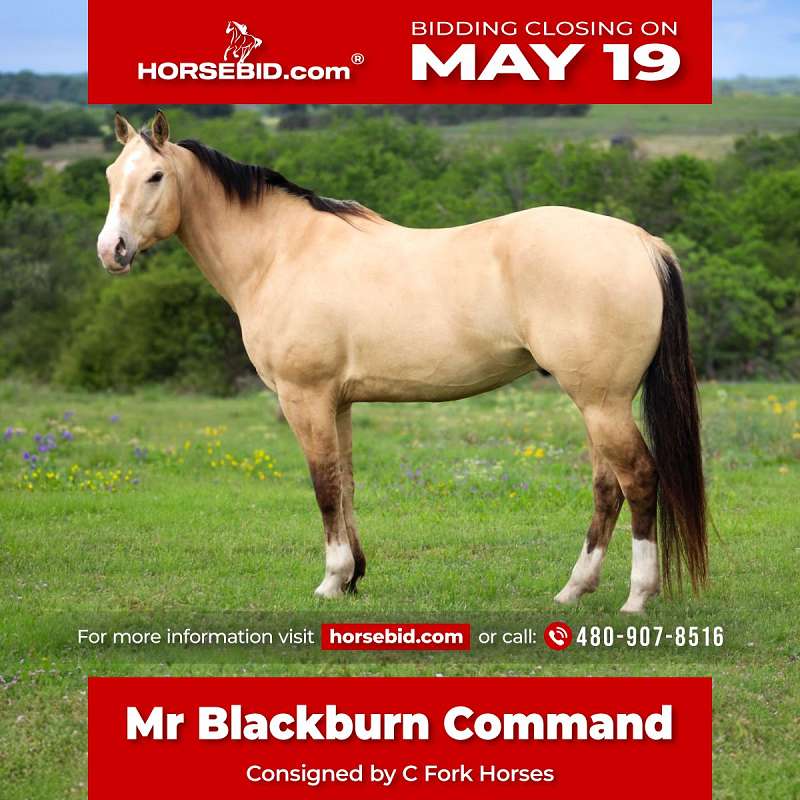 Mr Blackburn Command - Solid Ranch Horse 6 Yr Old Buckskin AQHA Gelding!