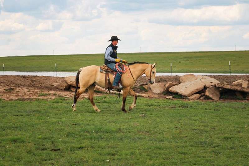 Mr Blackburn Command - Solid Ranch Horse 6 Yr Old Buckskin AQHA Gelding!