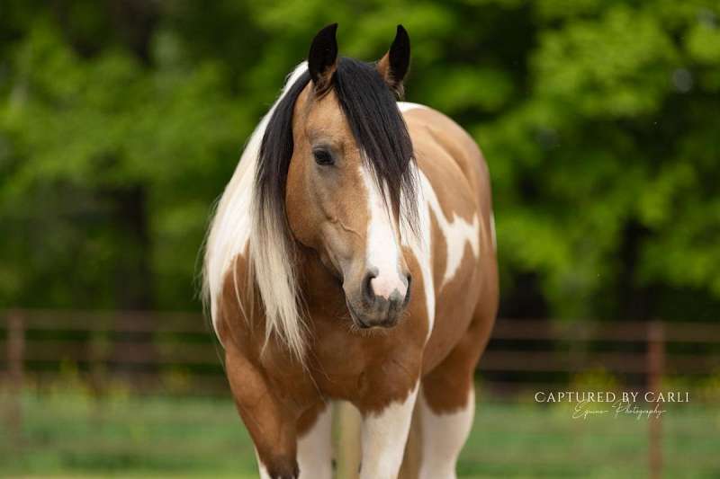 Jewl - Truly One of a Kind 5 Yr Old Paint Gypsy/QH Cross Mare!
