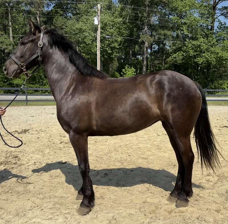 Friesian QH Mare