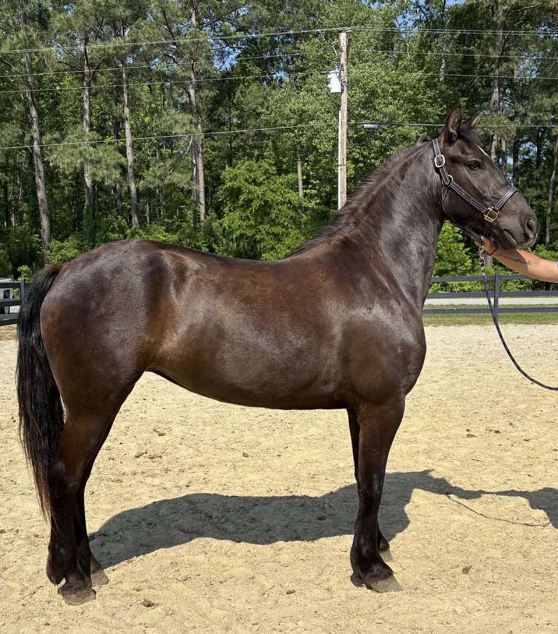 Friesian QH Mare