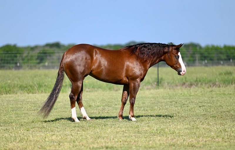 Jewels - Friendly, Flashy & Fun 4 Yr Old Sorrel AQHA Mare!