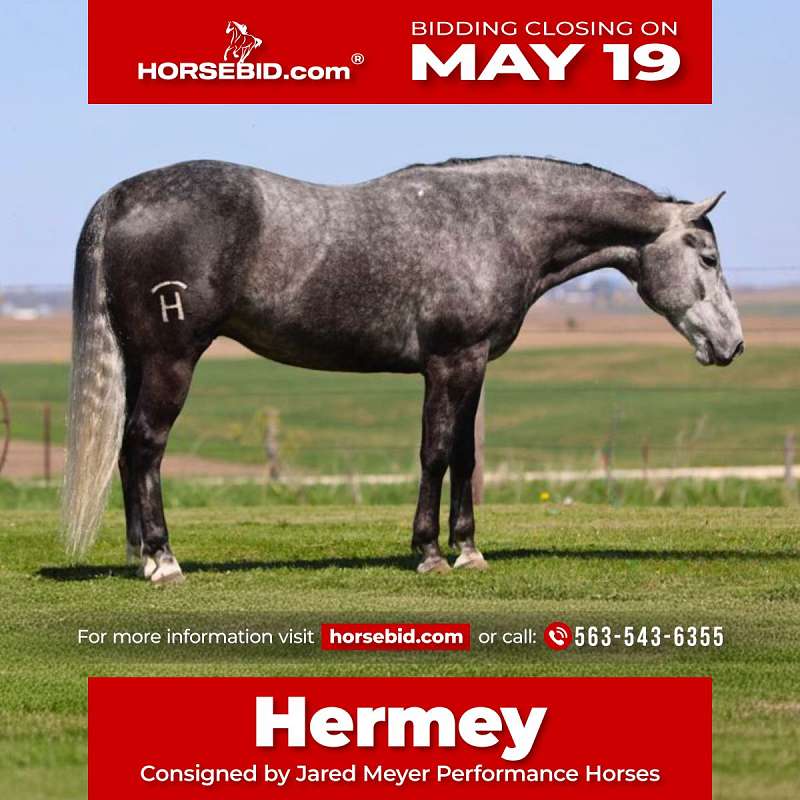 Hermey - Dependable & Versatile 6 Yr Old Gray AQHA Gelding!