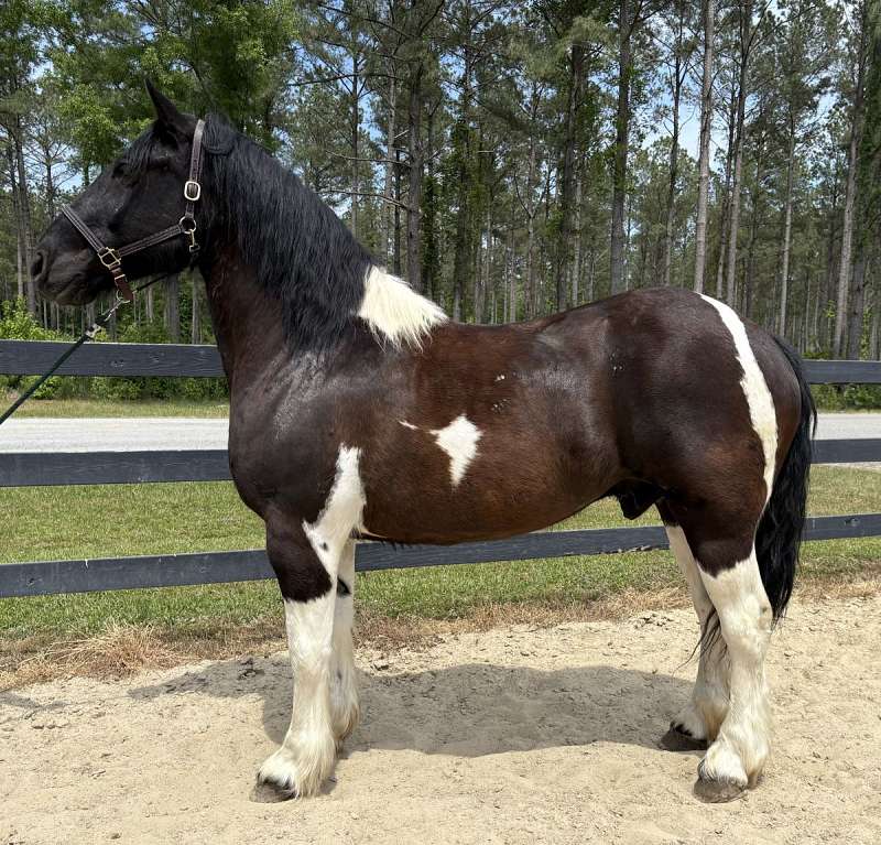Spotted Draft Gelding