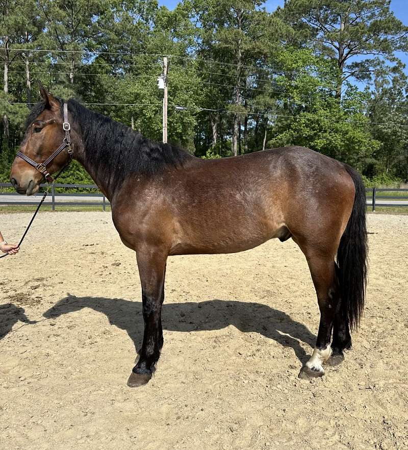 Percheron QH Cross