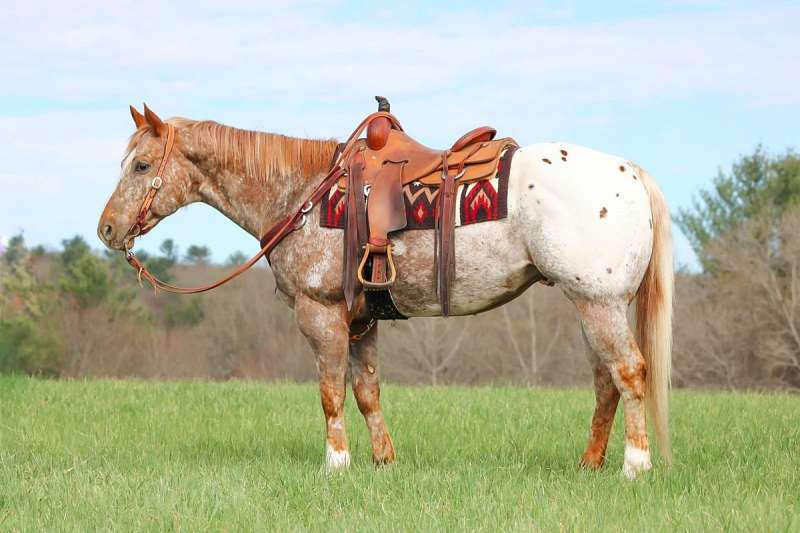 Echo - Super Good Looking 10 yo Sorrel W White Blanket Appaloosa Gelding!