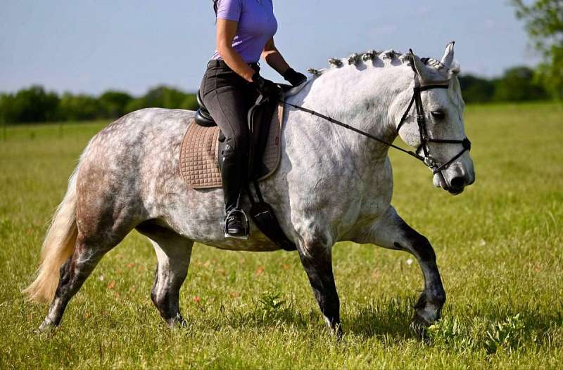 Dior - Incredible All-Around Horse 6 yo Dappled Gray Draft Cross Mare!