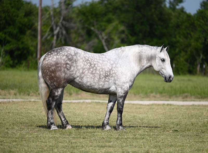 Dior - Incredible All-Around Horse 6 yo Dappled Gray Draft Cross Mare!