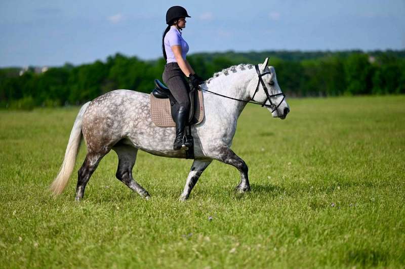 Dior - Incredible All-Around Horse 6 yo Dappled Gray Draft Cross Mare!