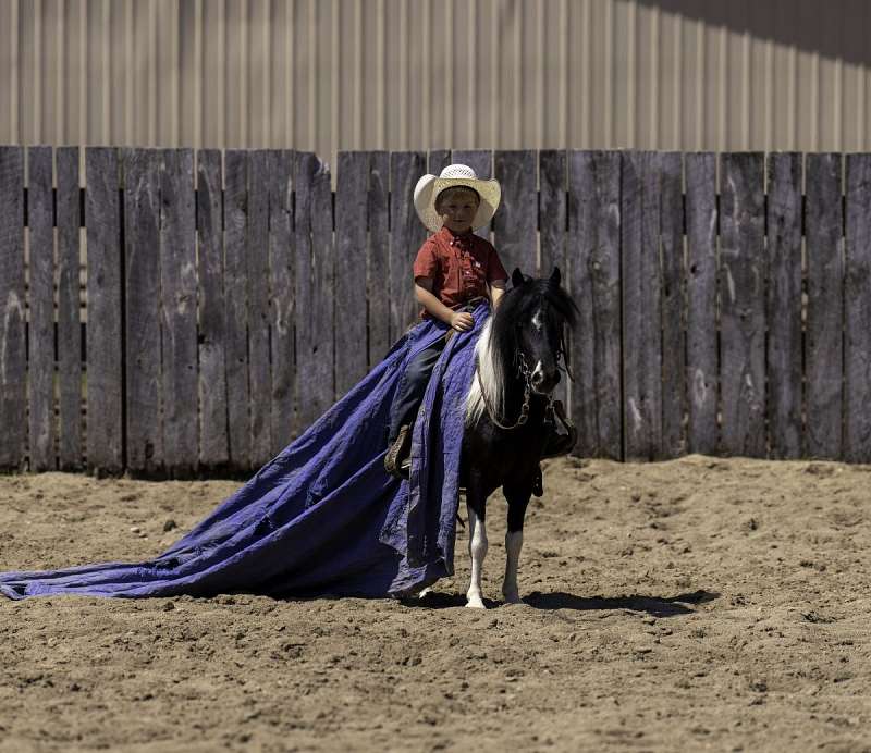 Dice - Absolutely Adorable 5 Yr Old Black & White Pony Gelding!
