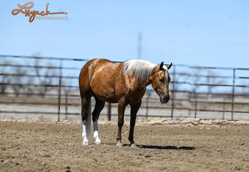 Cancun - a True All-Around Rope Horse 5 Yr Old Palomino AQHA Gelding!