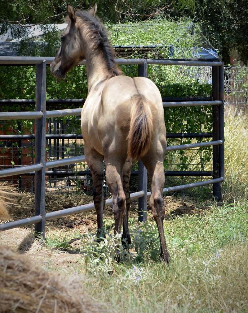 2025 AQHA Grulla Colt