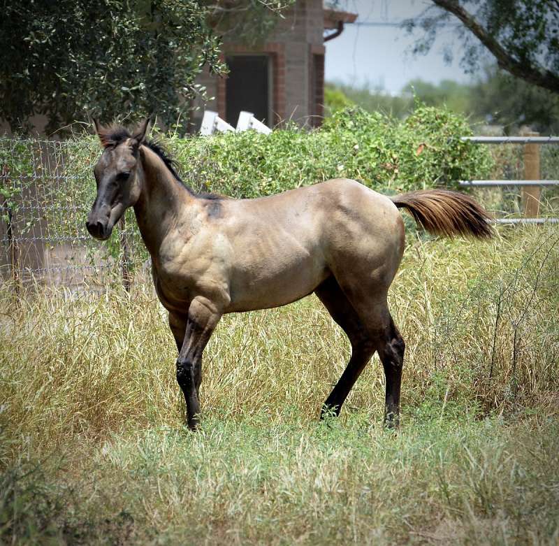 2025 AQHA Grulla Colt