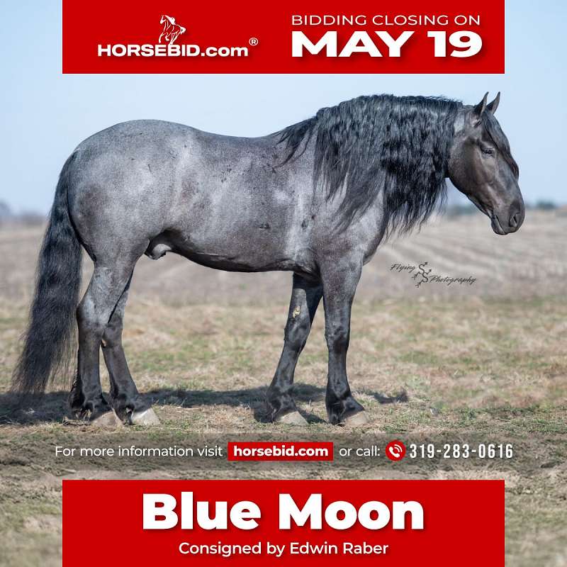 Blue Moon - Super Talented & Safe 6 Yr Old Blue Roan Draft Gelding!