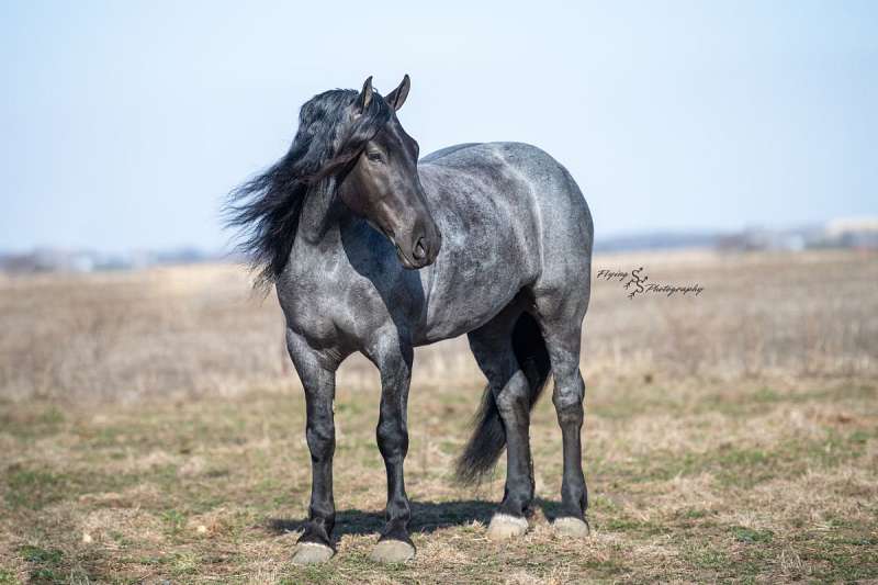 Blue Moon - Super Talented & Safe 6 Yr Old Blue Roan Draft Gelding!