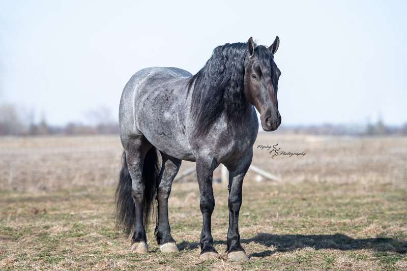 Blue Moon - Super Talented & Safe 6 Yr Old Blue Roan Draft Gelding!