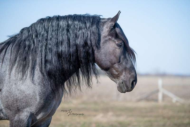 Blue Moon - Super Talented & Safe 6 Yr Old Blue Roan Draft Gelding!