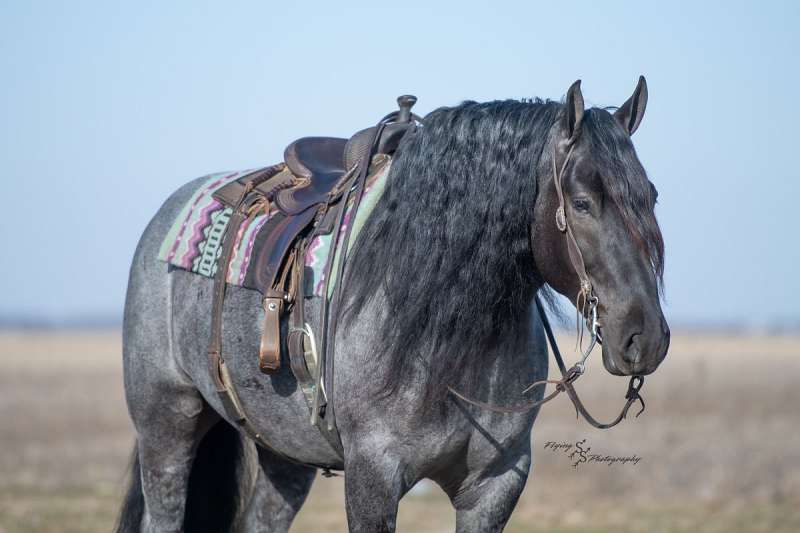 Blue Moon - Super Talented & Safe 6 Yr Old Blue Roan Draft Gelding!