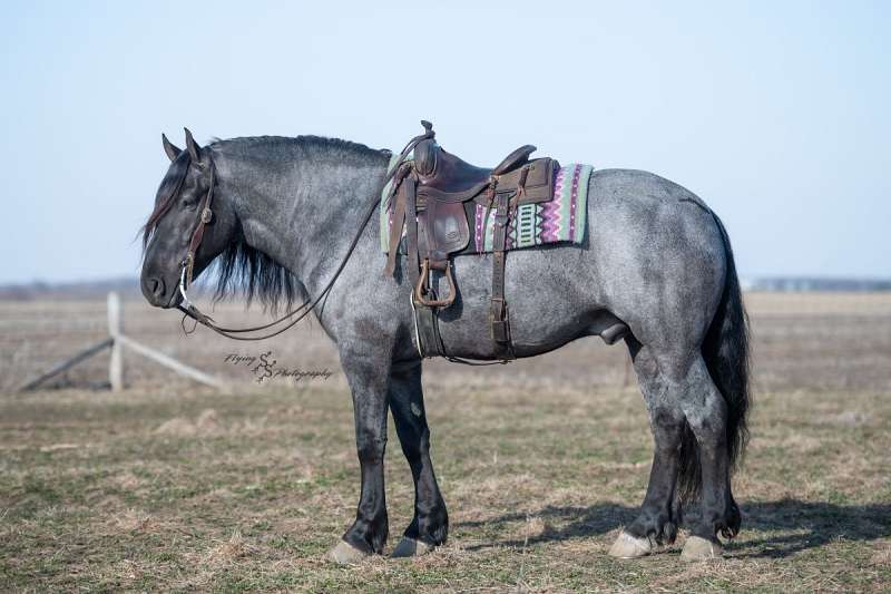 Blue Moon - Super Talented & Safe 6 Yr Old Blue Roan Draft Gelding!