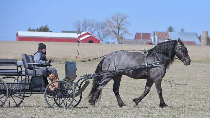 Blue Moon - Super Talented & Safe 6 Yr Old Blue Roan Draft Gelding!