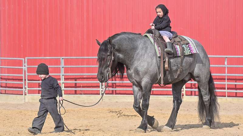 Blue Moon - Super Talented & Safe 6 Yr Old Blue Roan Draft Gelding!