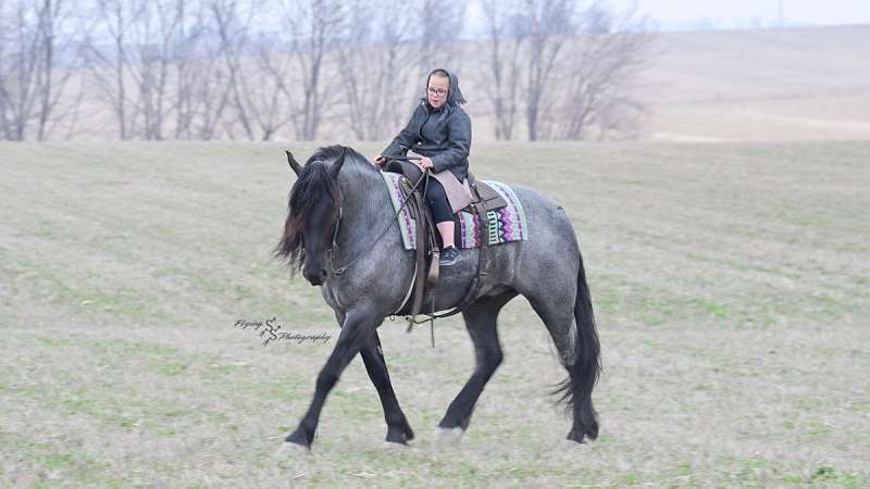 Blue Moon - Super Talented & Safe 6 Yr Old Blue Roan Draft Gelding!