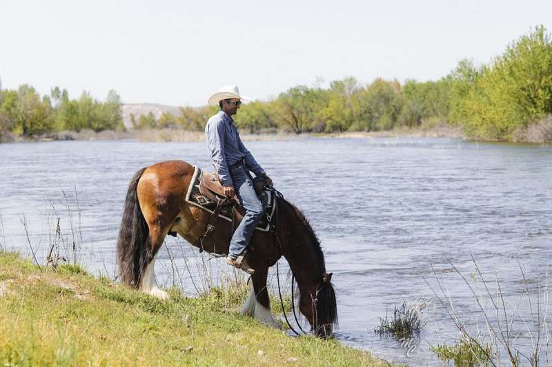 Angus - a True Gem 11 Yr Old Bay Gypsy Horse of America Gelding!