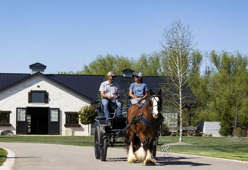 Angus - a True Gem 11 Yr Old Bay Gypsy Horse of America Gelding!