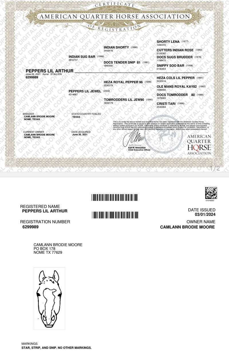 Quarter Horse Stallion for Sale