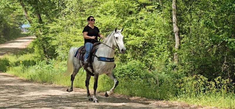 Jose's Fun Girl, Flashy, Super Smooth Gaited, Trail, Show, Gray Mare