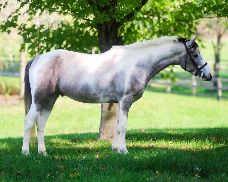 4yo Large Pony Hunter Prospect