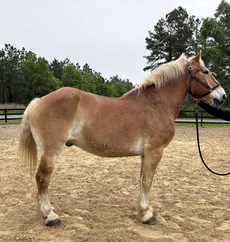 Bombproof Belgian Gelding