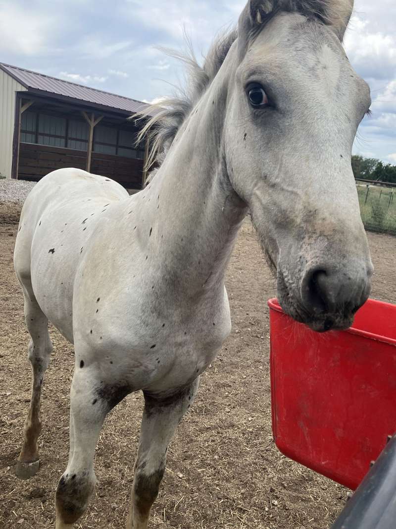 Sff Dixie’S Design