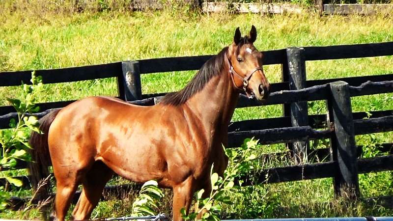 EquineNow Horses for Sale