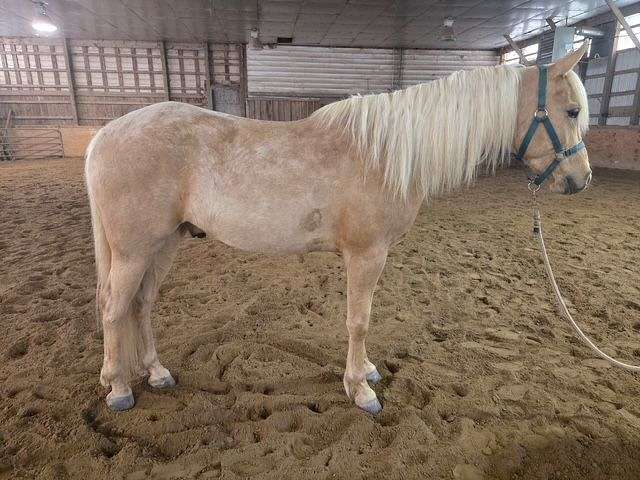 Rrr Gold Star Diamond