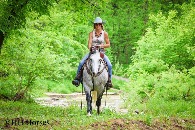 Gentle, Safe, Well Trained, Well Bred AQHA Dapple Gray Mare, Gentle