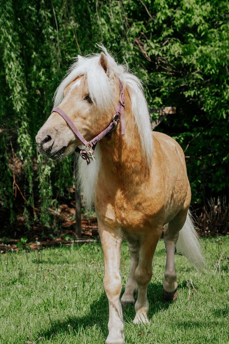Beautiful 11 Year Old Palomino Stallion