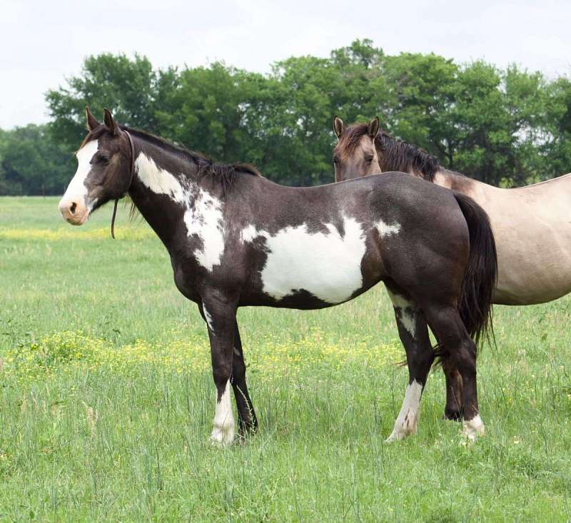 Gorgeous 2014 APHA Black Overo Mare!