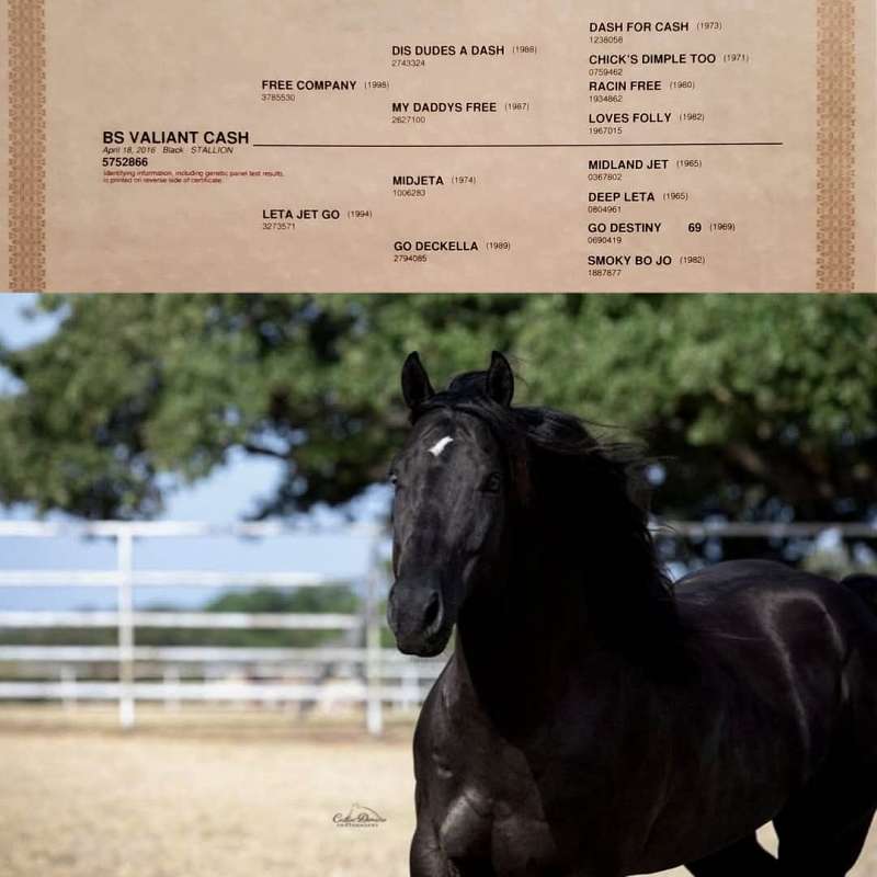 Gorgeous 2014 AQHA Chestnut Rabicano Mare ~ in Foal!