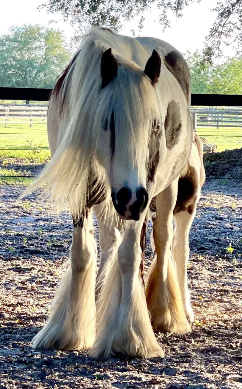 Xpretty Gypsy Mare British Cara
