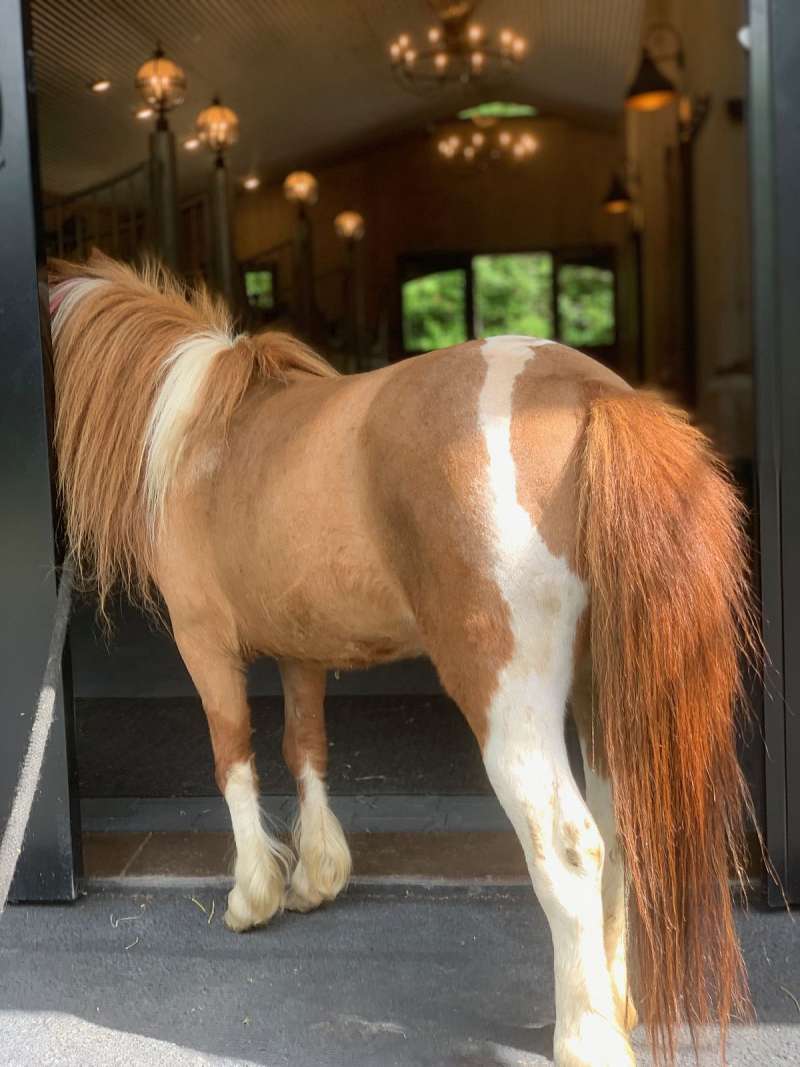 Beautiful 31" Sorrel Pinto Mare Bred for 2026!