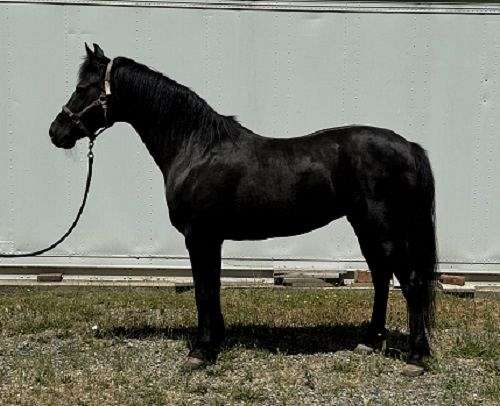 "Wintergreen Gran Finale": 13 Year Old, 15.3hh, Black, Morgan Mare