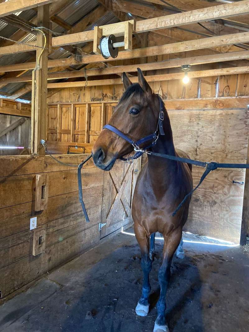 Bay Thoroughbred Gelding