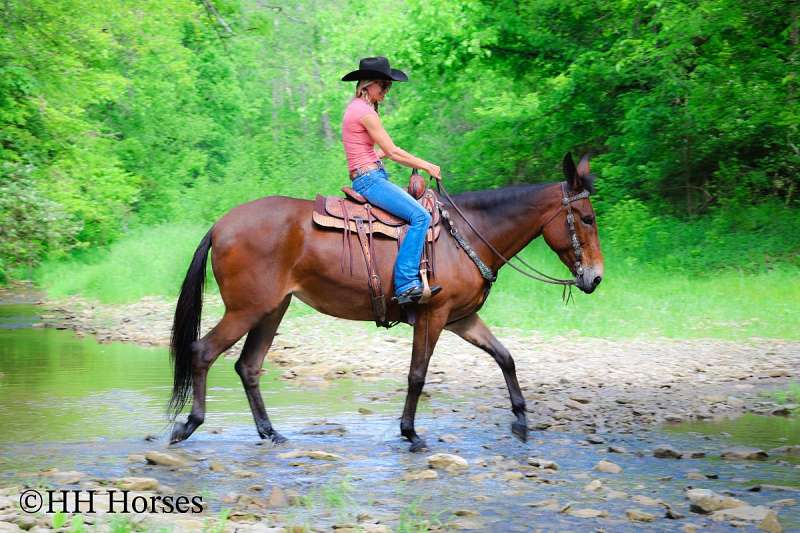 Very Broke Professionally Trained Bay Molly Mule, Reining, Ranch, Trail