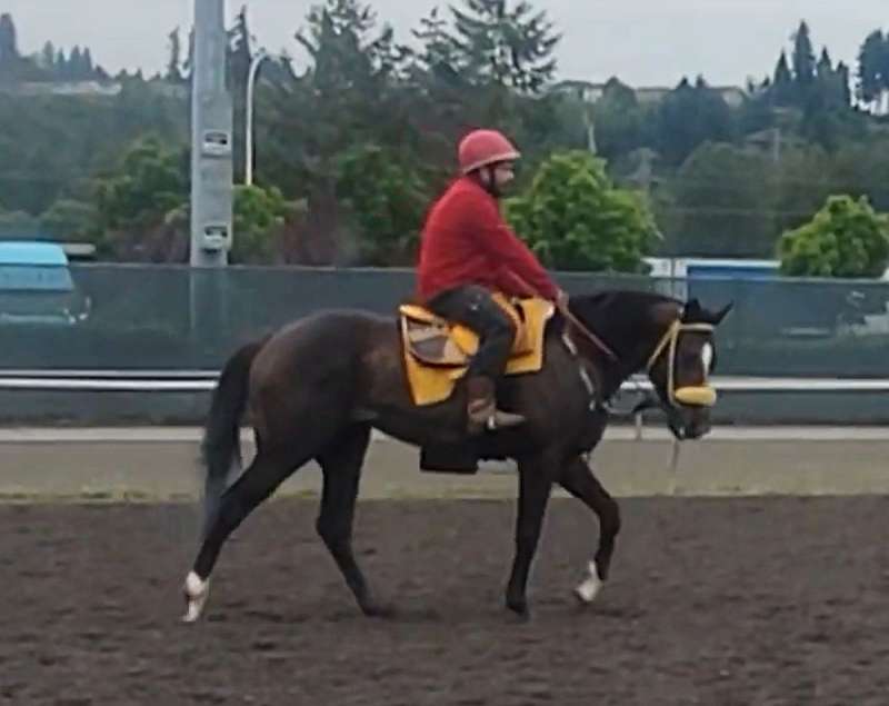 Rrp Eligible OTTB Very Kind Super Mover!