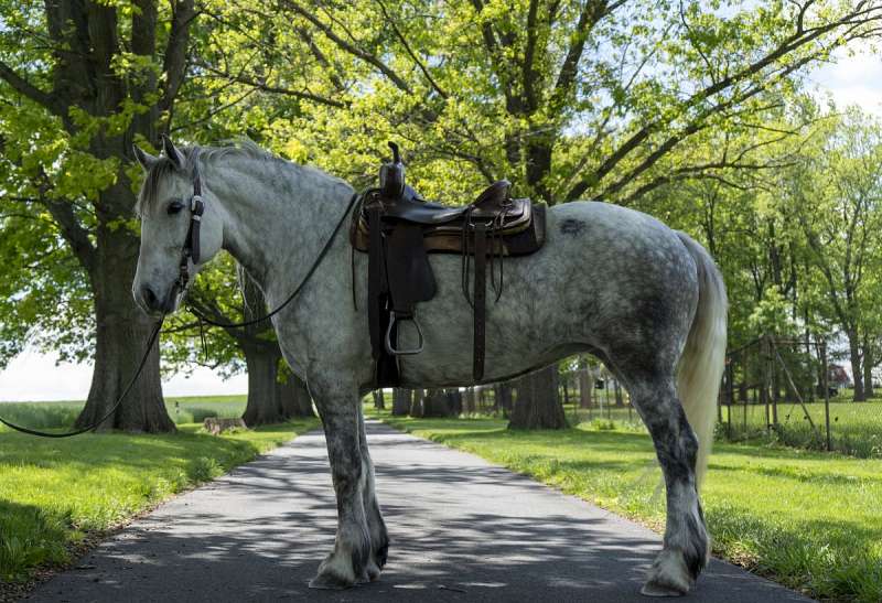 Katie is a Gorgeous Dapple Grey Percheron/Quarter Horse Cross!