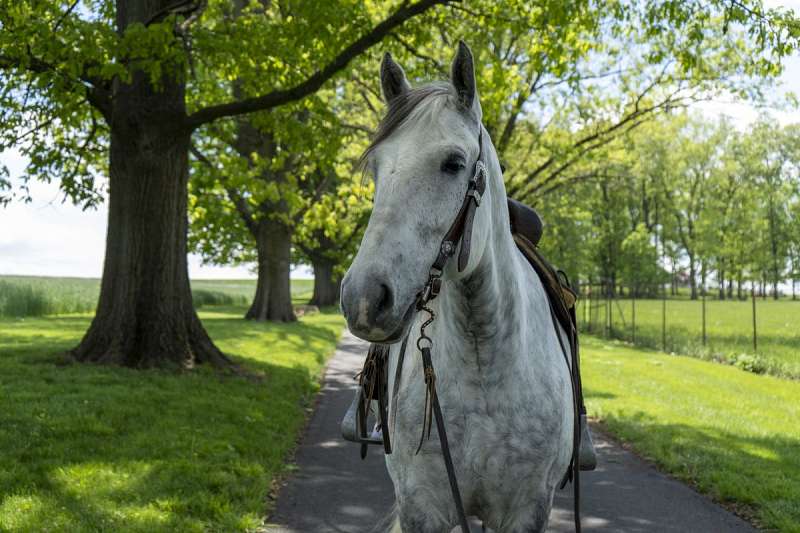 Katie is a Gorgeous Dapple Grey Percheron/Quarter Horse Cross!