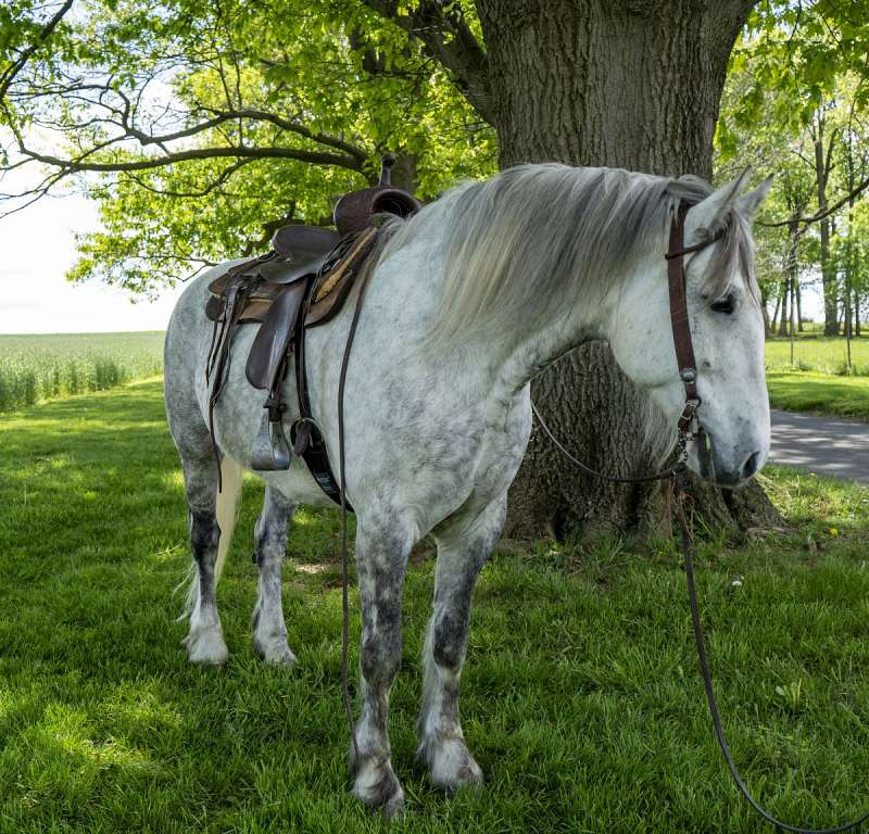 Katie is a Gorgeous Dapple Grey Percheron/Quarter Horse Cross!