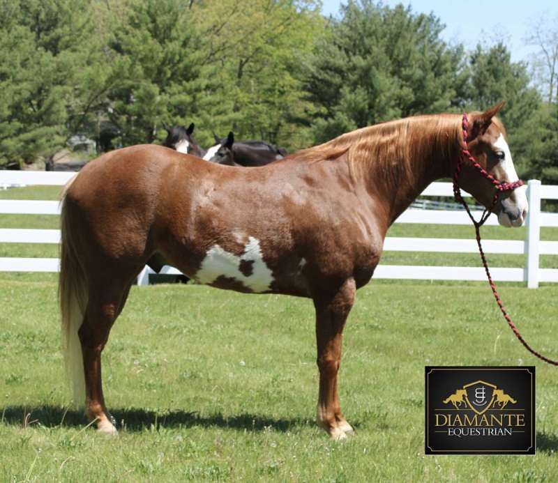 A True Unicorn APHA/AQHA Sorrel Paint Gelding