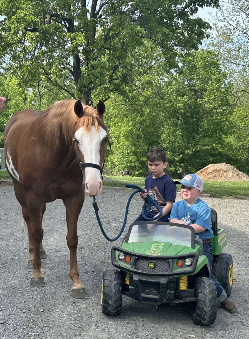 A True Unicorn APHA/AQHA Sorrel Paint Gelding